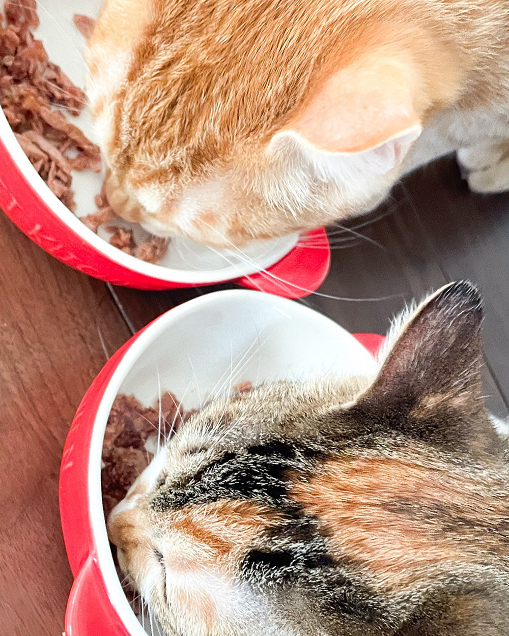 おいしいゴハンを保護猫に届けます!: NPO法人三好ネコの会公式ブログ