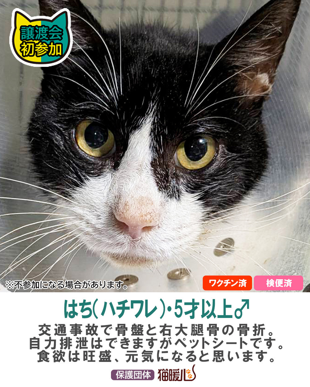 障がい「ねこ」の譲渡会メンバー紹介第2弾: NPO法人三好ネコの会公式ブログ