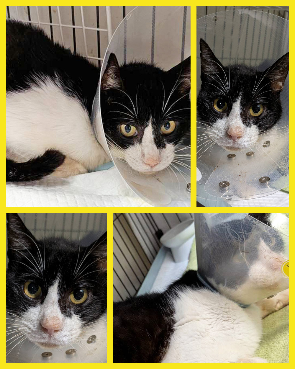 障がい「ねこ」の譲渡会メンバー紹介第2弾: NPO法人三好ネコの会公式ブログ