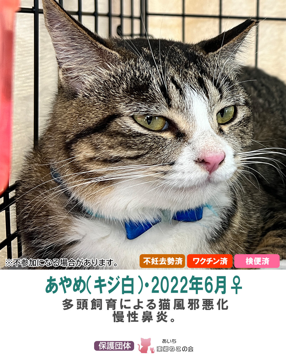 障がい「ねこ」の譲渡会メンバー紹介第2弾: NPO法人三好ネコの会公式ブログ