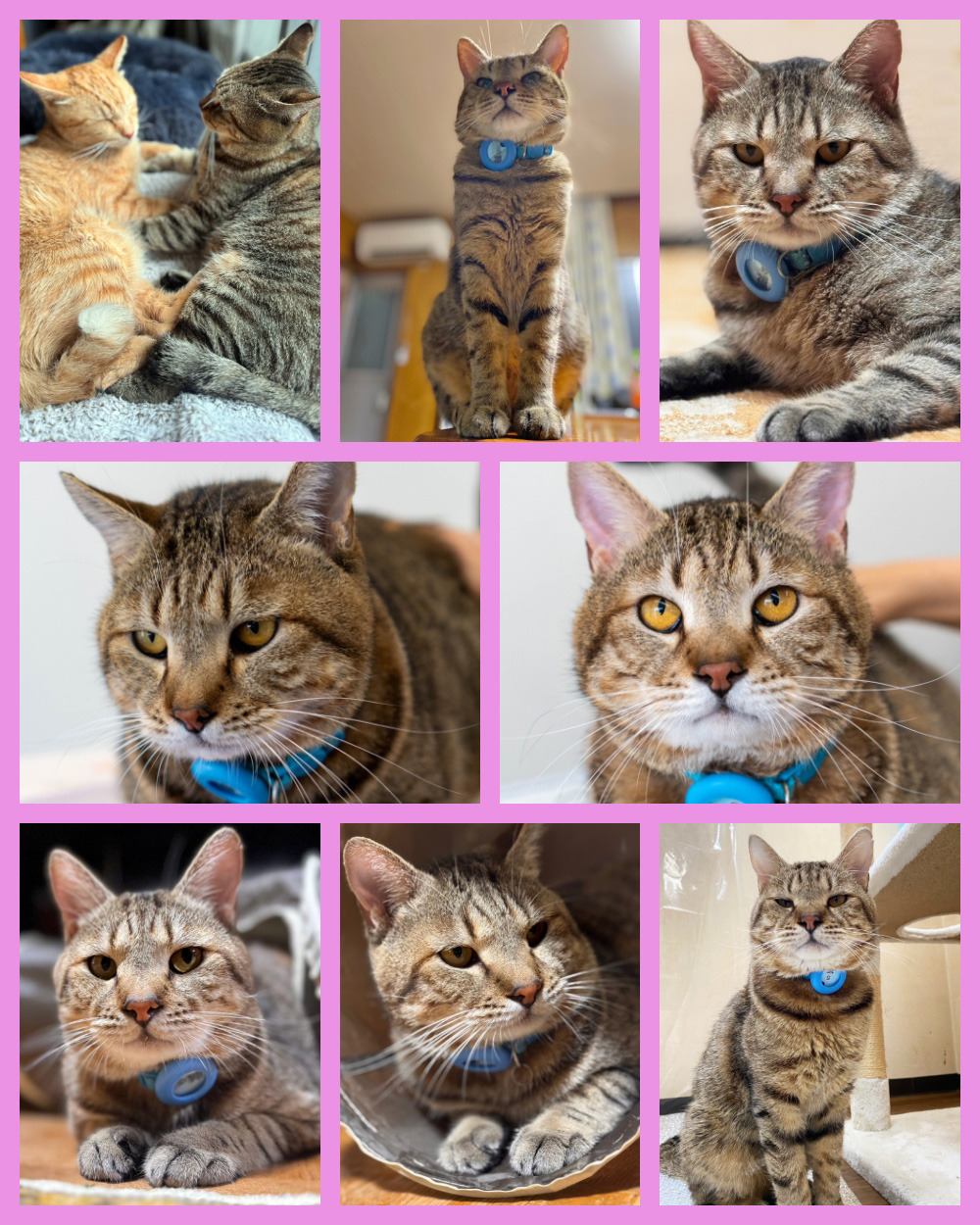 障がい「ねこ」の譲渡会メンバー紹介第3弾: NPO法人三好ネコの会公式ブログ